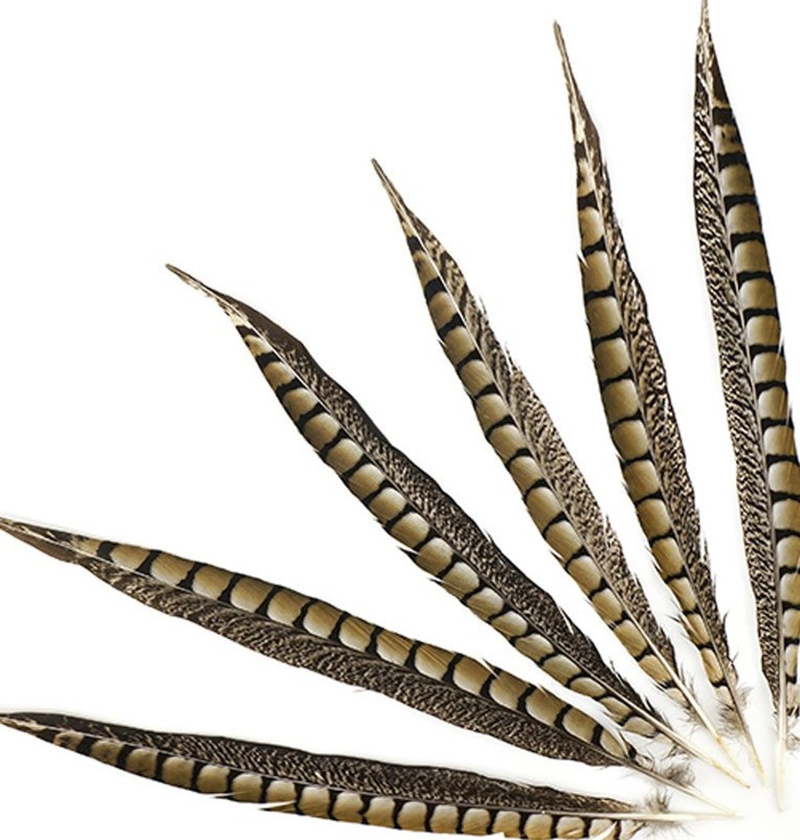 2 Pcs LADY AMHERST 3540 Natural Pheasant Feathers - Etsy
