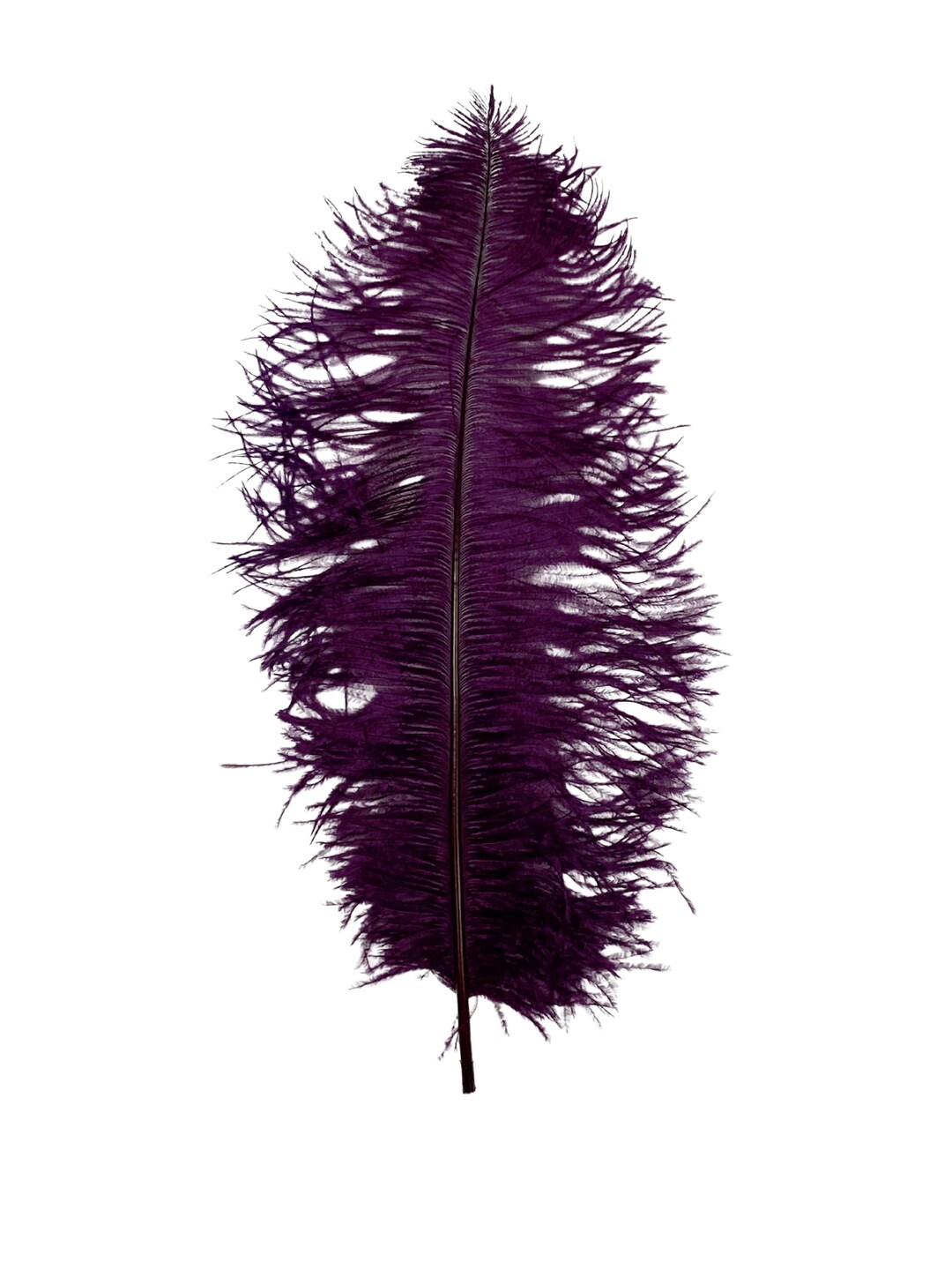 PLUM Ostrich Feather Plumes 23"-30" Full and Beautiful for Centerpieces ...