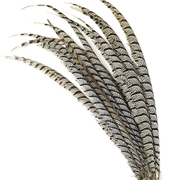 Zebra Feathers - Etsy