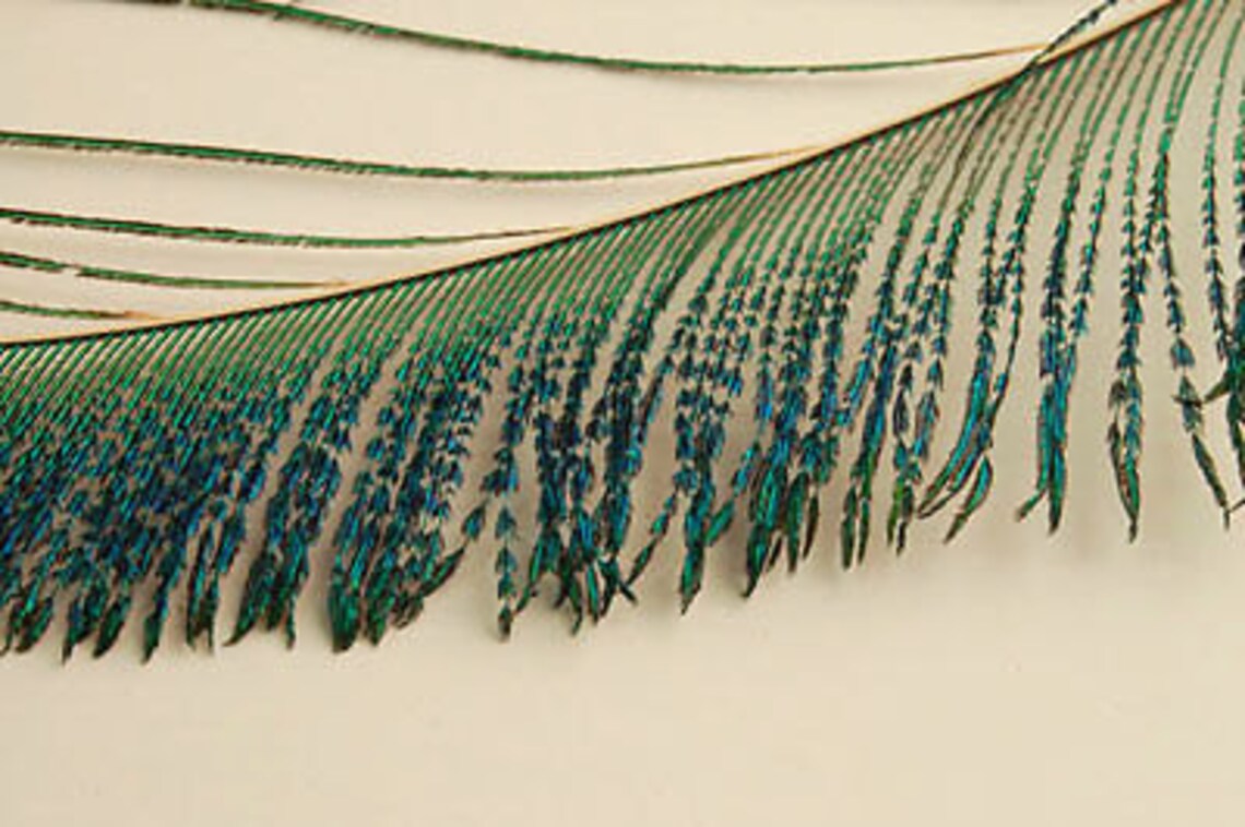 100 Pcs PEACOCK SWORDS Natural Feathers 15-20 in Length | Etsy