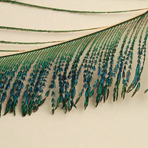 PEACOCK SWORDS Natural Feathers 10"-35" in Many Sizes for Halloween ...
