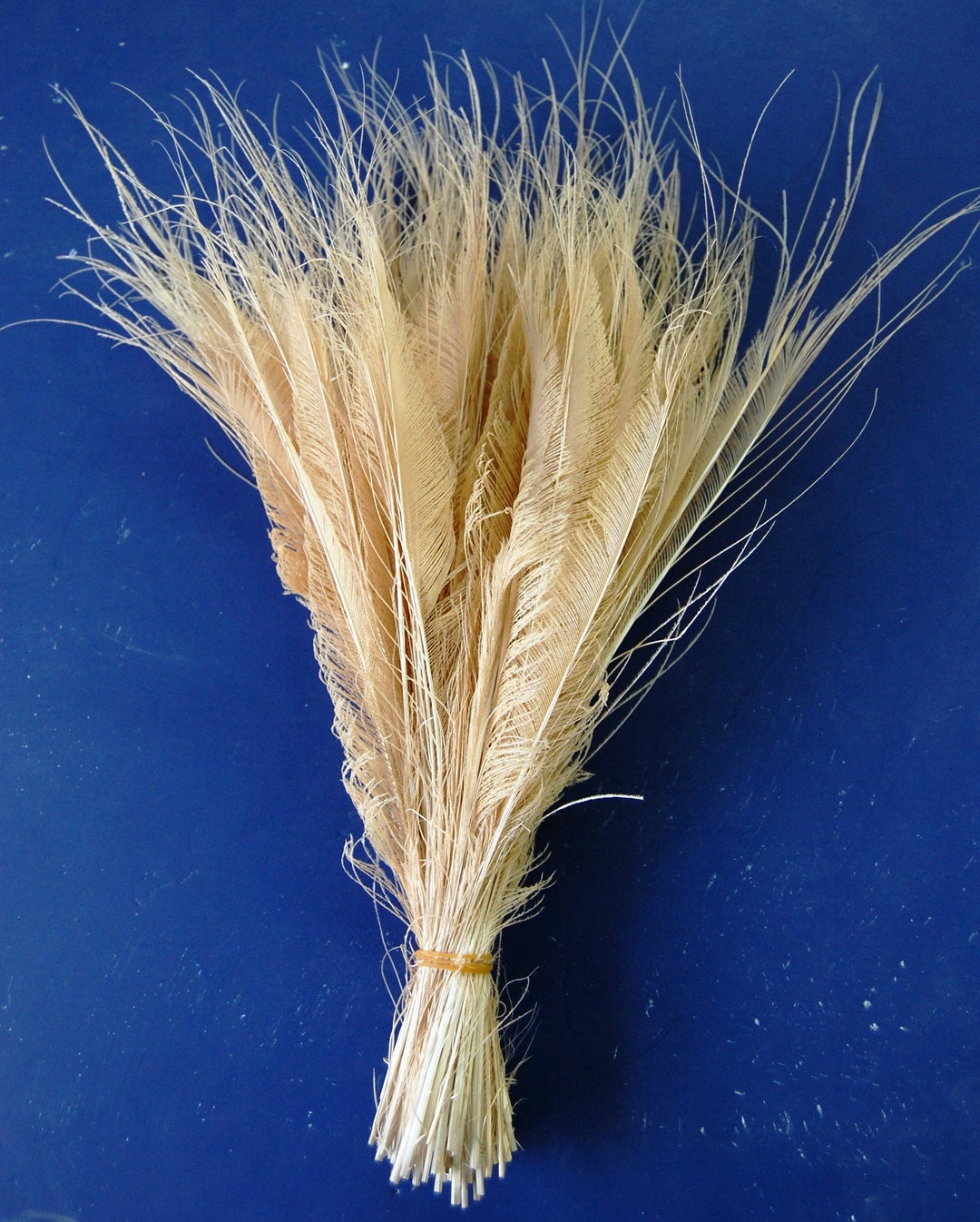Bleached PEACOCK SWORDS 10-15” in Length for Halloween Costume Craft ...