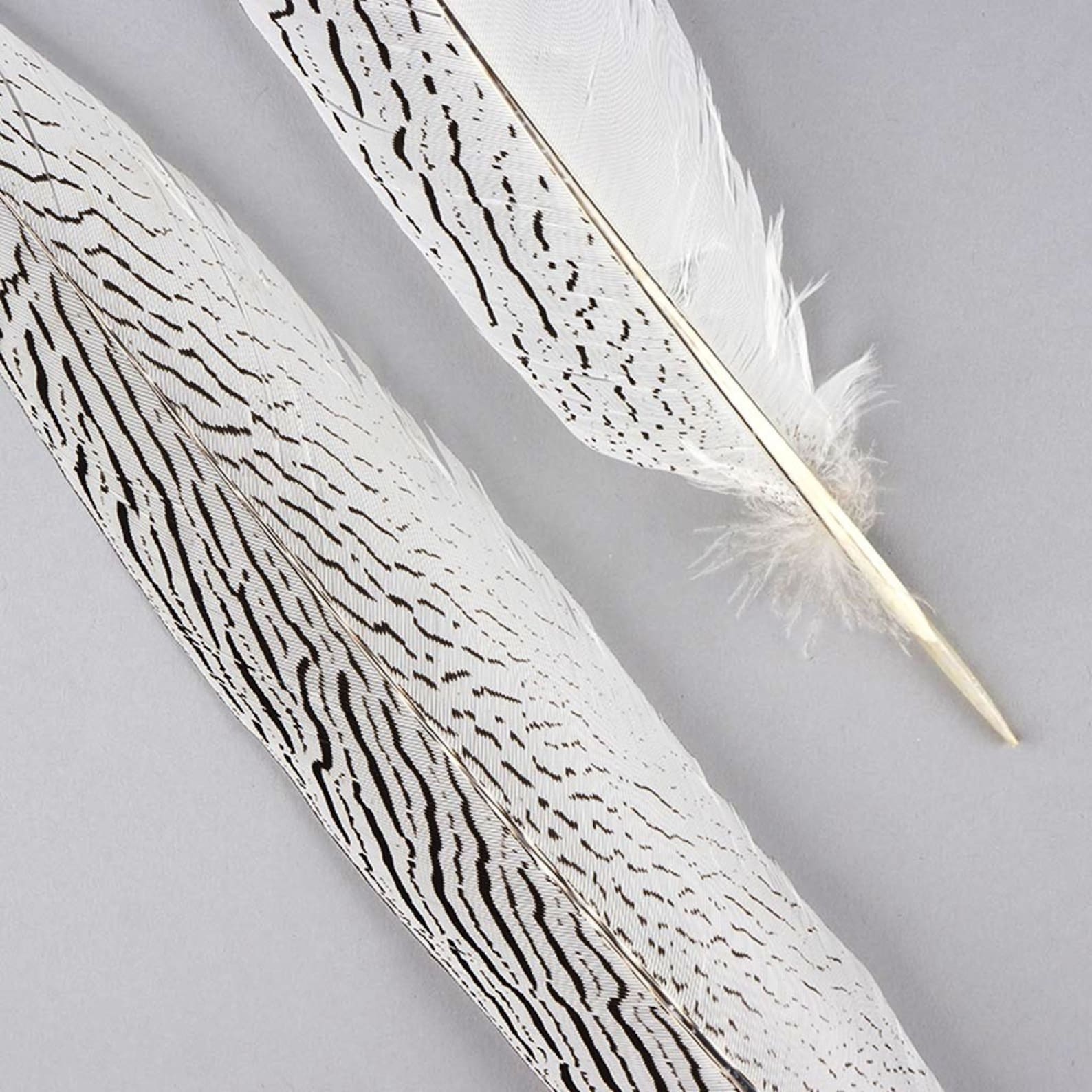 Natural SILVER Pheasant Tail Feathers 430 Various | Etsy