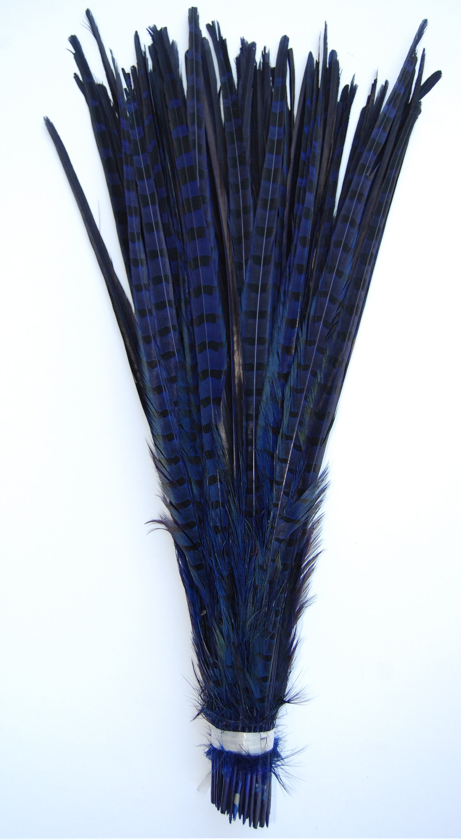 Dyed ENGLISH RINGNECK Pheasant Feathers 20-24" Many Colors for Hat ...