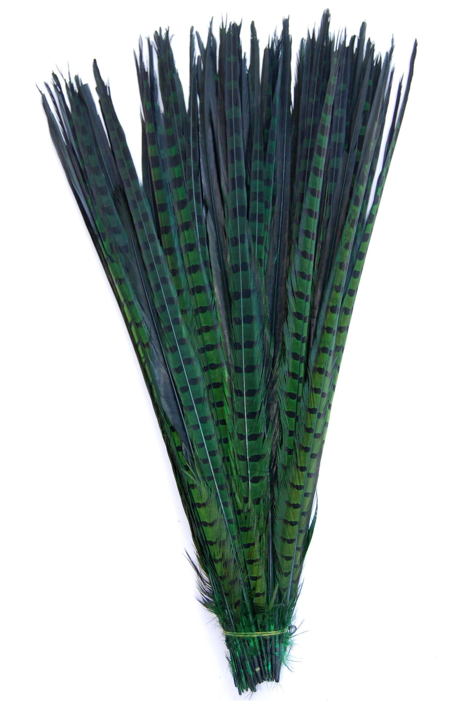 Dyed ENGLISH RINGNECK Pheasant Feathers 20-24" Many Colors for Hat ...