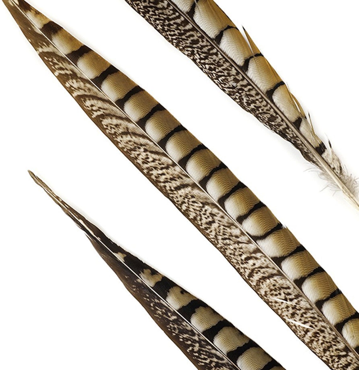 2 Pcs LADY AMHERST 3540 Natural Pheasant Feathers - Etsy