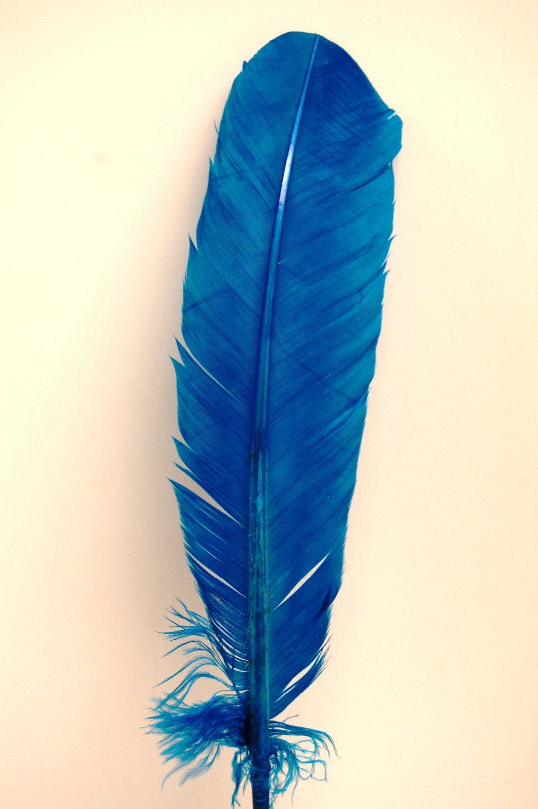 5 Pcs Turkey Quills - TURQUOISE Feathers 8-12" in Length - Etsy