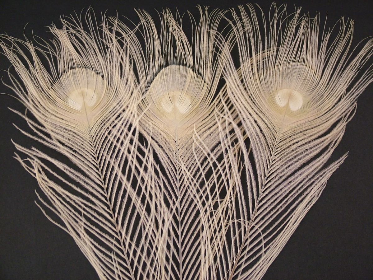 25 Pcs Bleached WHITE Peacock Feathers 30-35 for Craft | Etsy