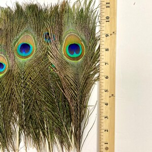 40 Pcs Natural Peacock Feathers 10-12" in Height for Halloween Costume ...