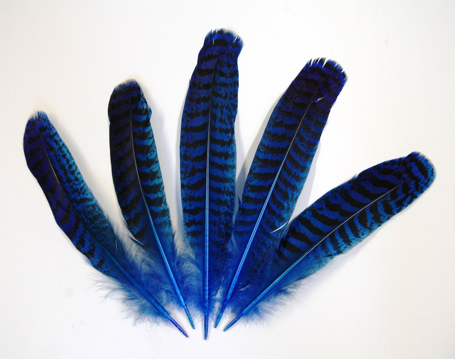 Colorful Dyed PEACOCK QUILLS 6-10 Many Colors for Craft - Etsy
