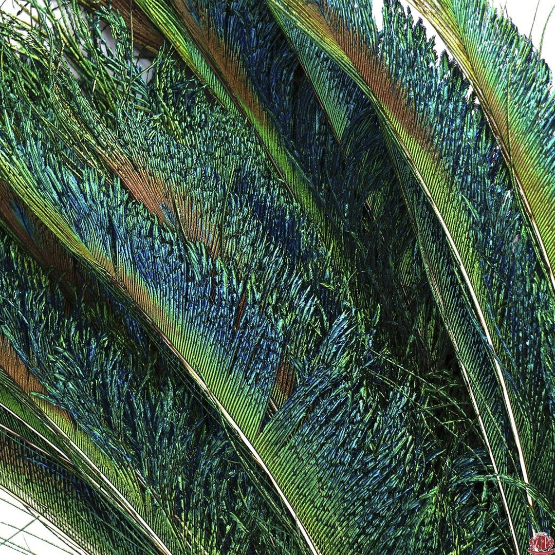 PEACOCK SWORDS Natural Feathers 1035 in Various | Etsy
