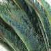 100 Pcs PEACOCK SWORDS Natural Feathers 15-20 in Length - Etsy