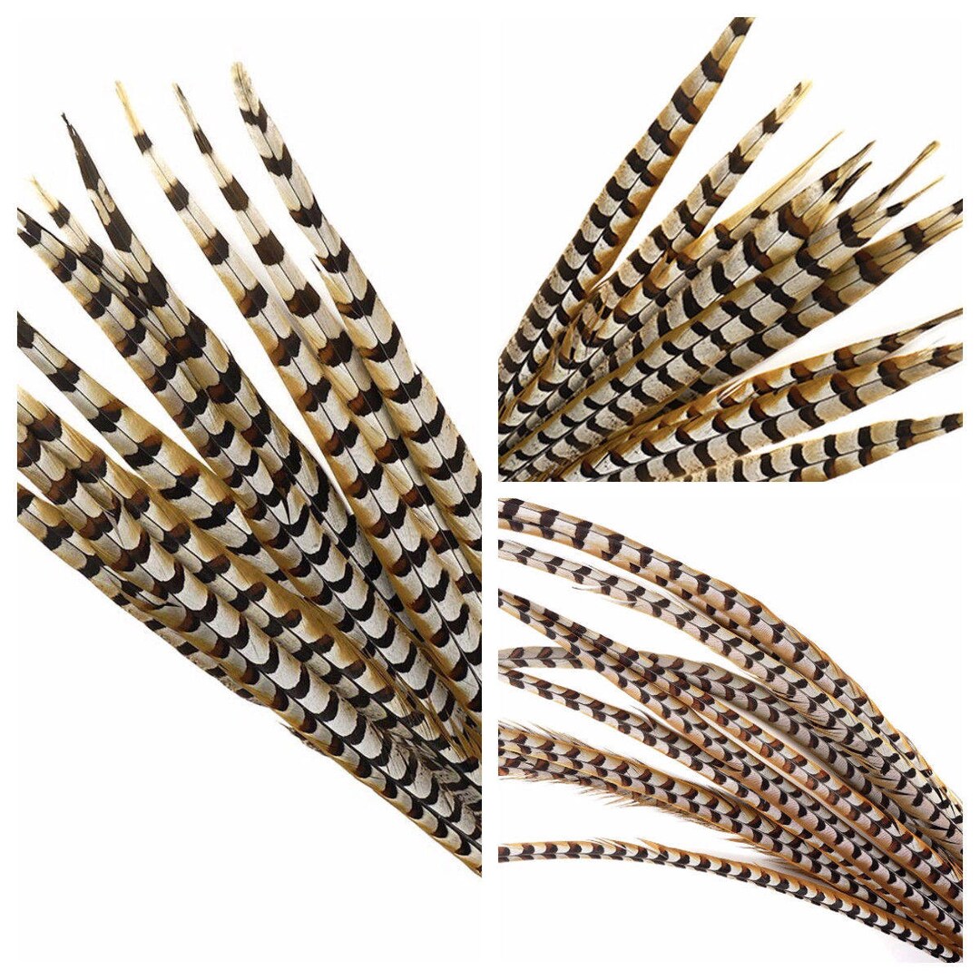 Natural REEVES PHEASANT Feathers 10-65 Many Sizes & Types for Craft ...