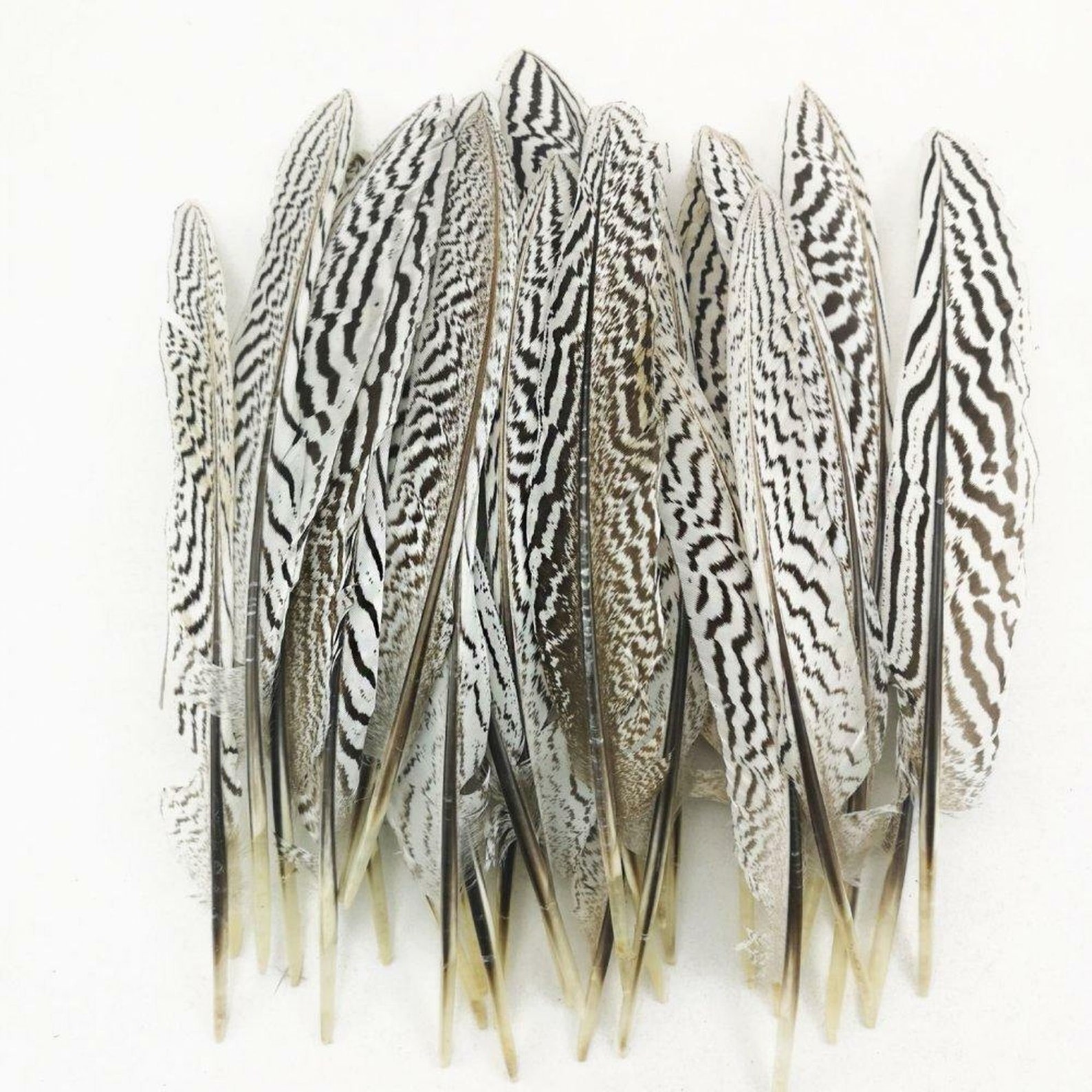 Natural SILVER Pheasant Tail Feathers 430 Various - Etsy