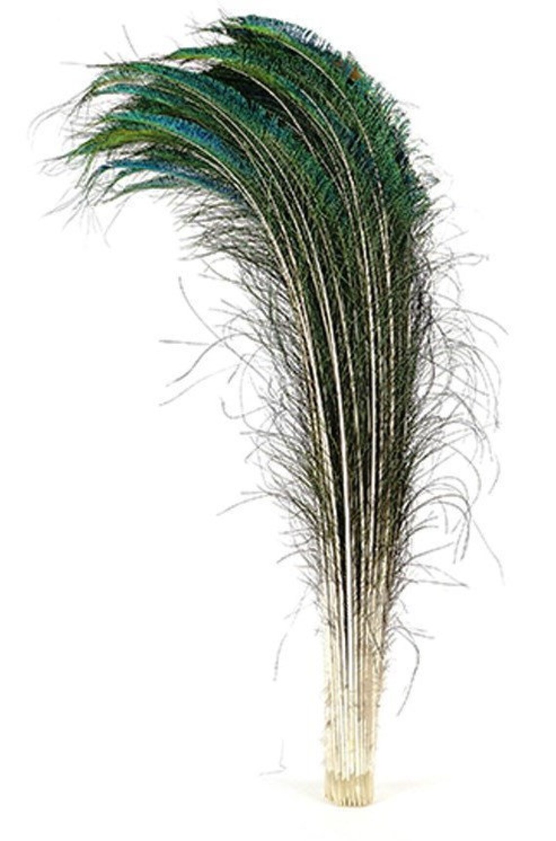 50 Pcs PEACOCK SWORDS Natural Feathers 30-35 in Length - Etsy