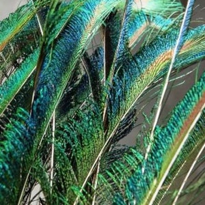 PEACOCK SWORDS Natural Feathers 10"-35" in Many Sizes for Halloween ...