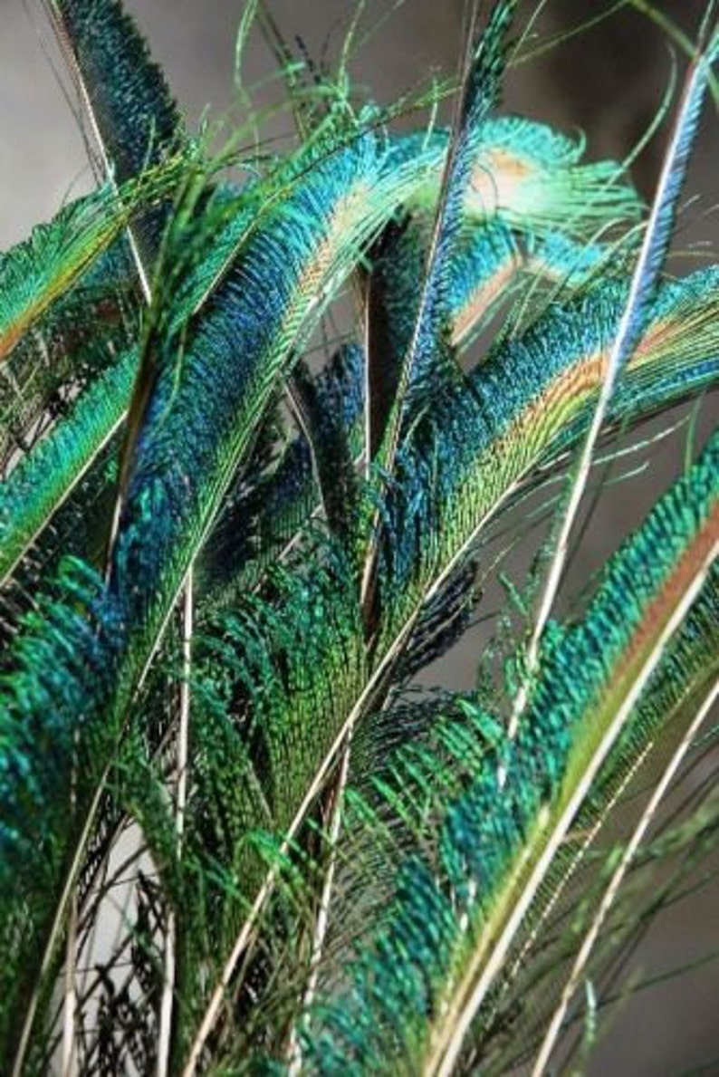50 Pcs PEACOCK SWORDS Natural Feathers 30-35 in Length - Etsy