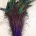 DYED PEACOCK SWORDS Various Colors 15-20 | Etsy