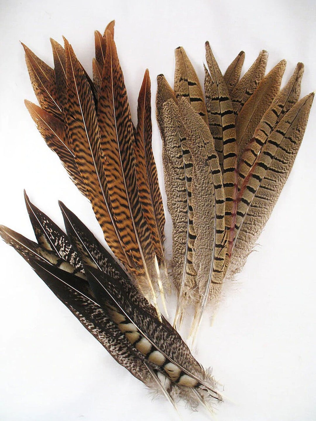 MIXED Natural Pheasant Feathers 4"-14" Ringneck/golden/amherst for ...