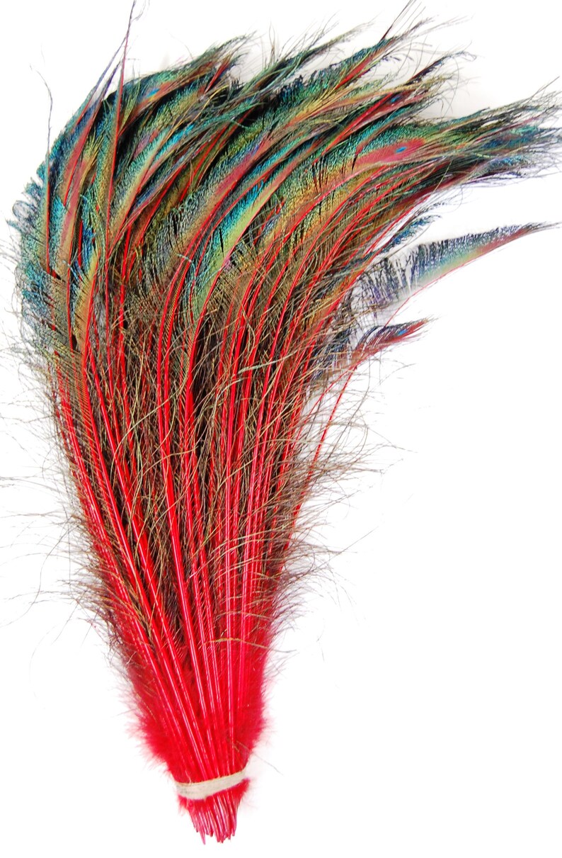 DYED PEACOCK SWORDS Various Colors 15-20 | Etsy