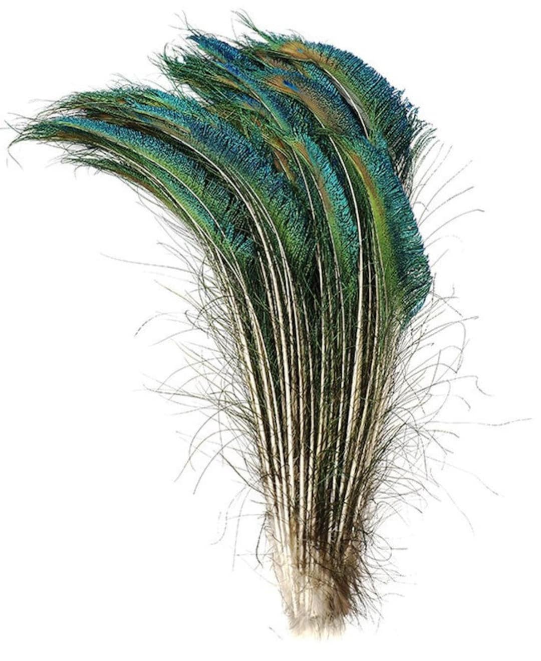 PEACOCK SWORDS Various Colors 15-20” in Length for Halloween Costume ...
