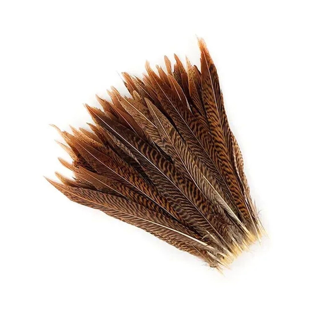 Natural GOLDEN PHEASANT Feathers 4-30 in Various Sizes - Etsy