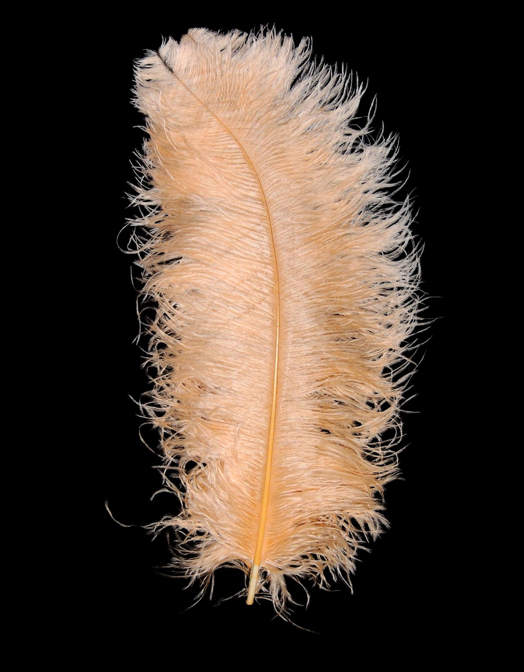 PEACH Ostrich Feather Plumes 10"-18" for Centerpieces Craft Home Decor ...