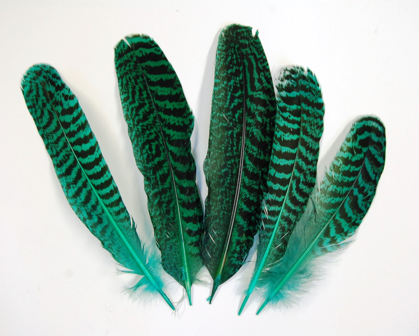 Colorful Dyed PEACOCK QUILLS 6-10 Many Colors for Craft - Etsy