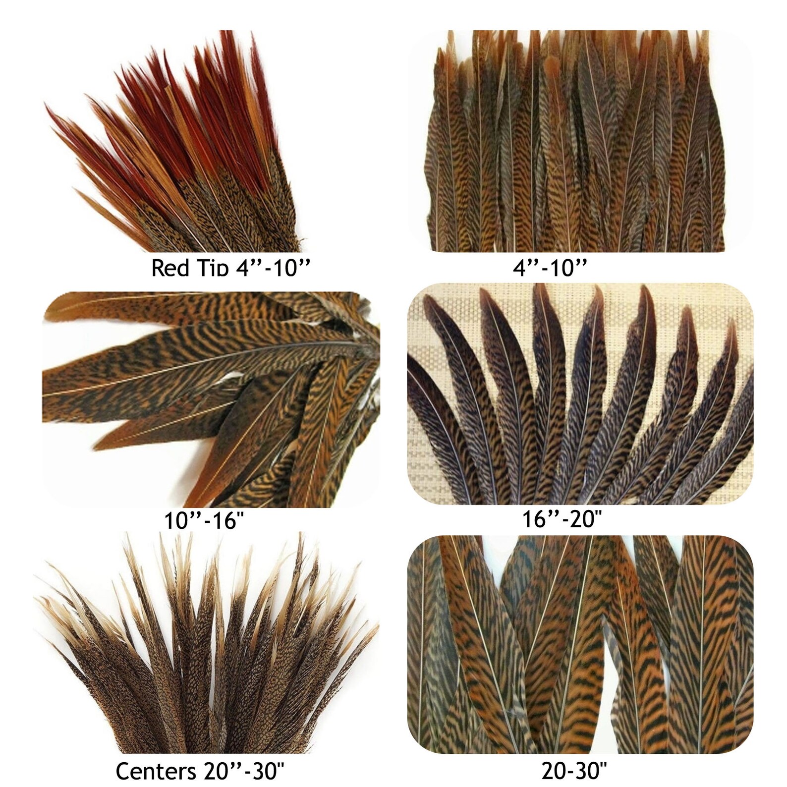 Natural GOLDEN PHEASANT Feathers 4-30 in Various Sizes | Etsy