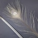 25 Pcs Bleached WHITE Peacock Feathers 30-35 for Craft - Etsy