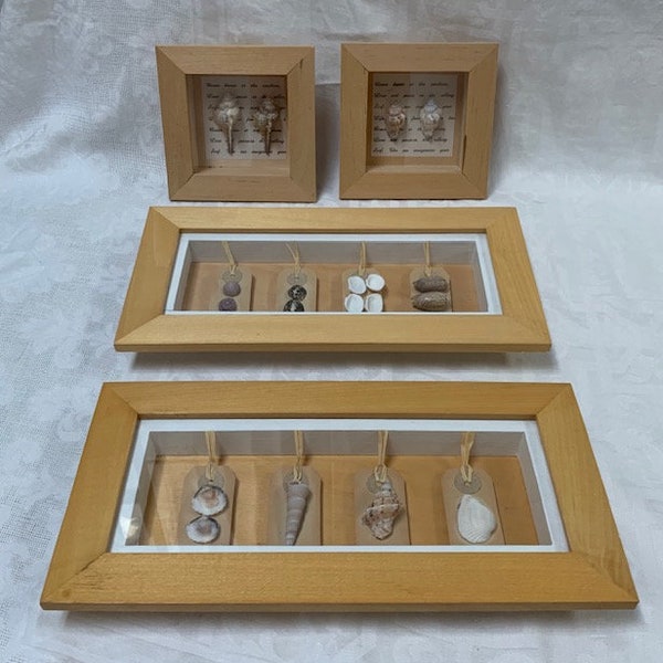 Seashell Shadow Box - Etsy