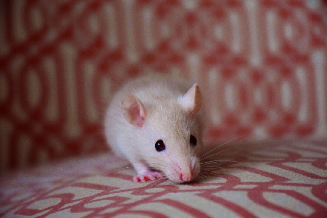 Photographic Print | 9x11 in | Mouse Rat | Cute Small | Baby Animal ...