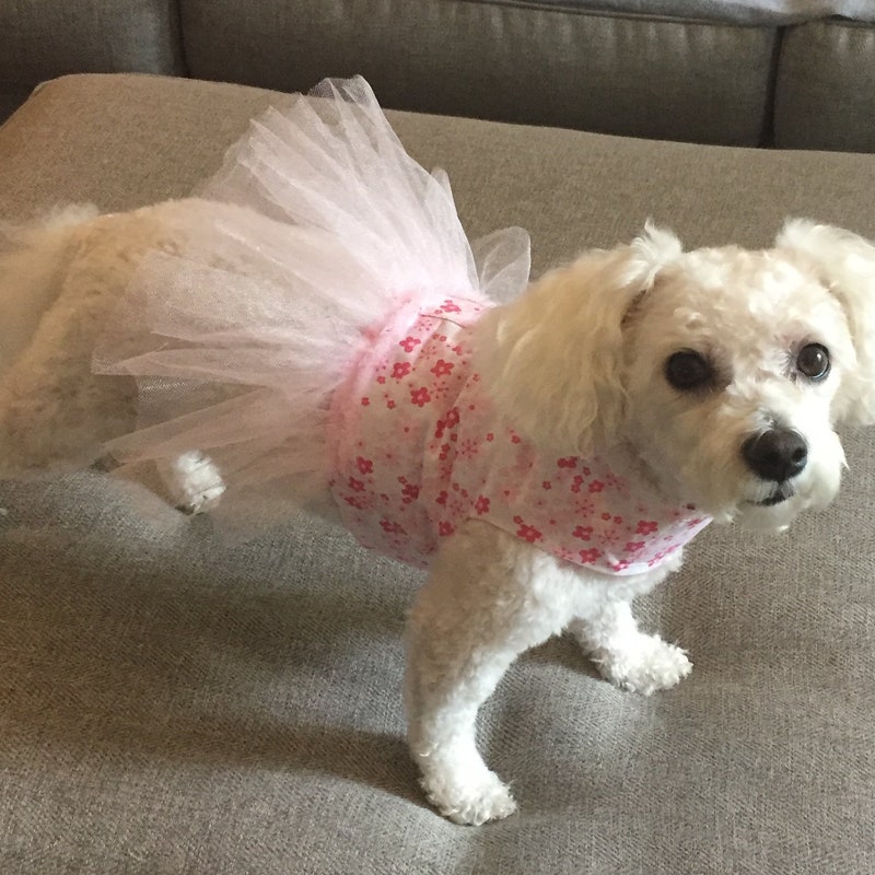 Dog Tutu - Etsy