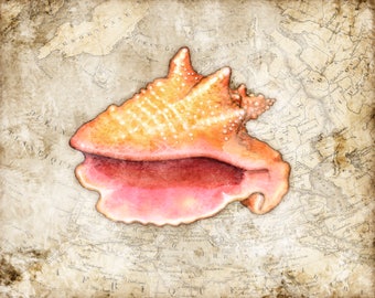 Conch shell art | Etsy