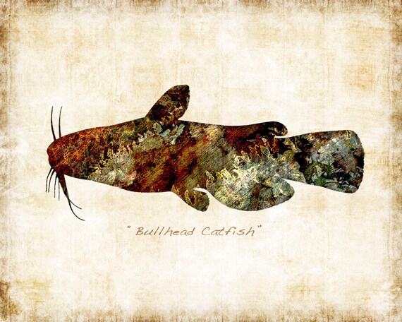 Bullhead Catfish Freshwater Fish Watercolor Art Print Signed | Etsy
