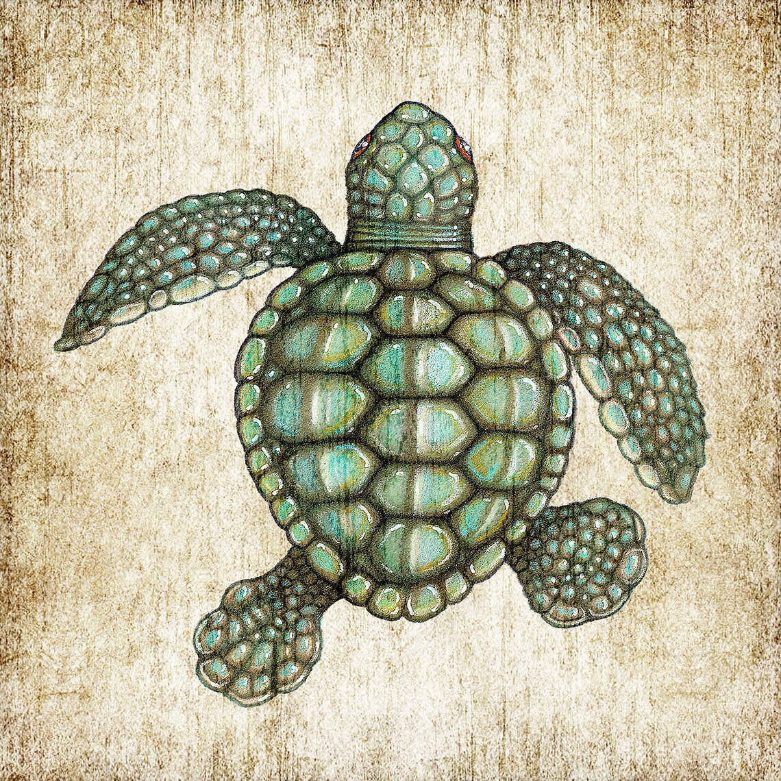Sea Turtle Square Art Print Beach Decor by Dan Morris Choose - Etsy