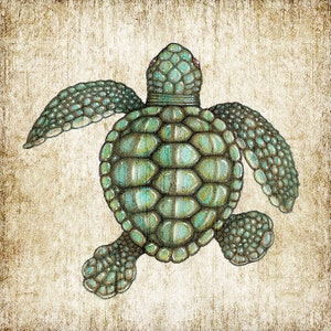 Sea Turtle Square Art Print Beach Decor by Dan Morris Choose - Etsy