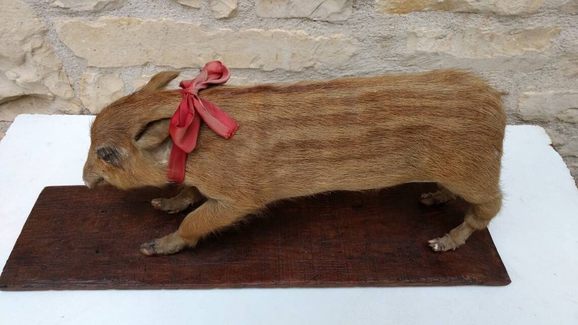Young French Wild Boar / Marcassin Taxidermy on Wood Plinth. French ...