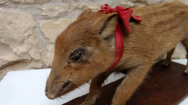 Young French Wild Boar / Marcassin Taxidermy on Wood Plinth. French ...