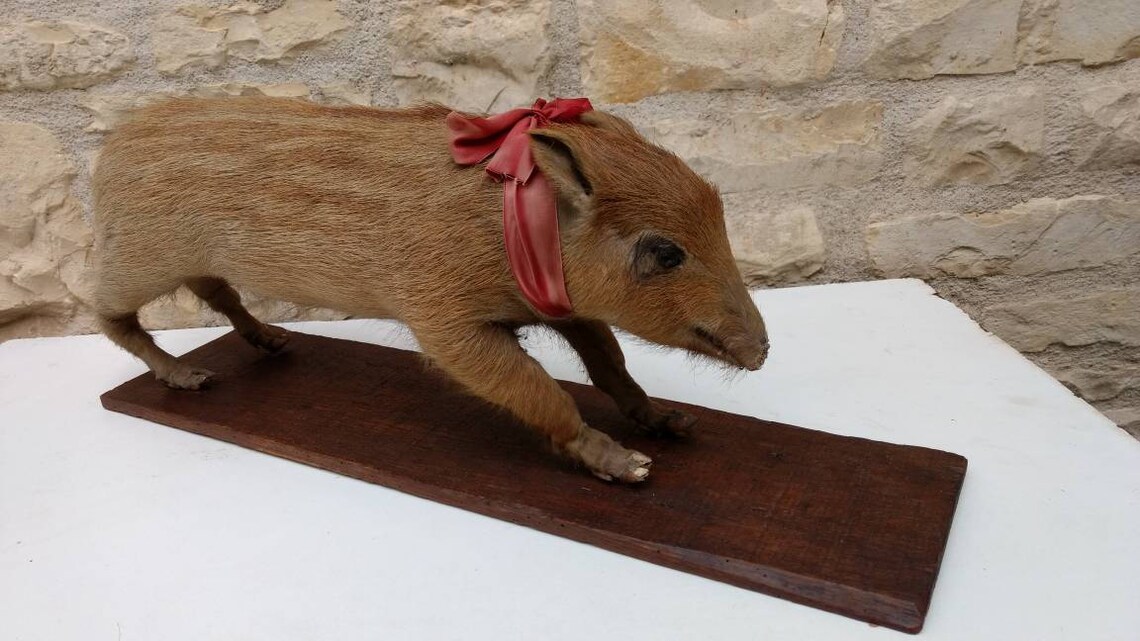 Young French Wild Boar / Marcassin Taxidermy on Wood Plinth. French ...
