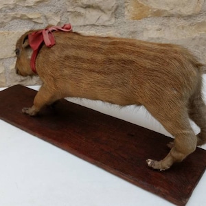 Young French Wild Boar / Marcassin Taxidermy on Wood Plinth. French ...