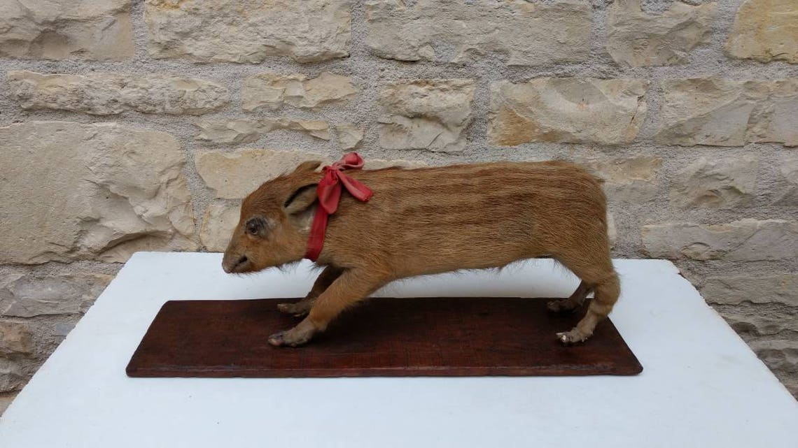 Young French Wild Boar / Marcassin Taxidermy on Wood Plinth. French ...