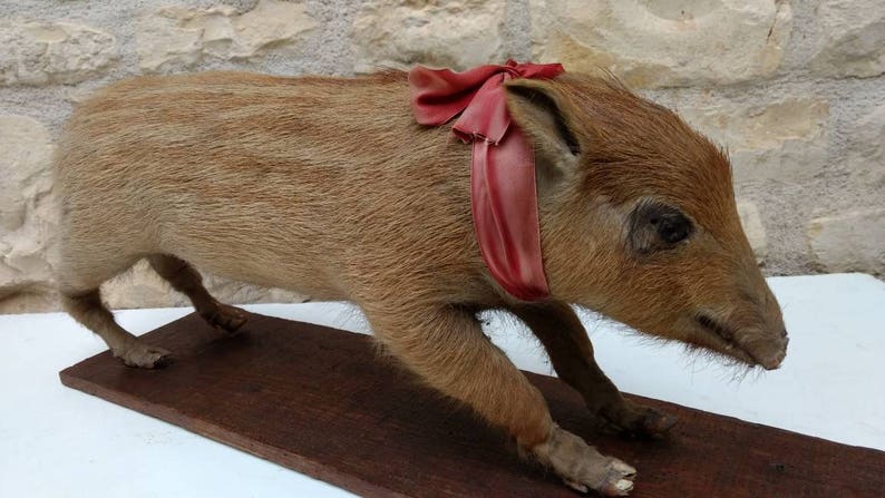 Young French Wild Boar / Marcassin Taxidermy on Wood Plinth. French ...
