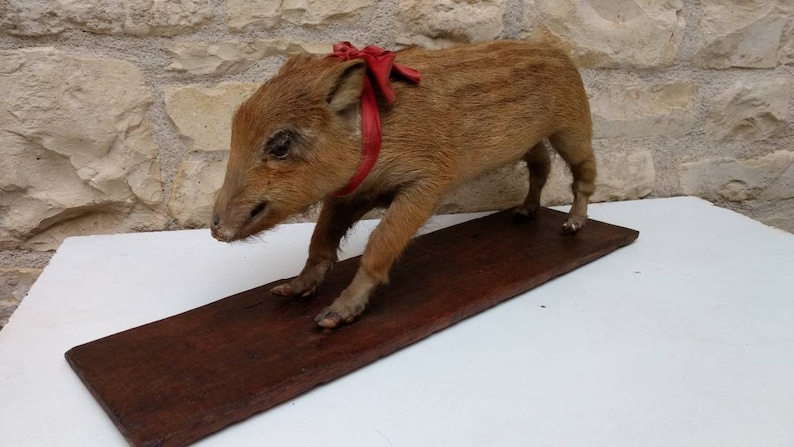 Young French Wild Boar / Marcassin Taxidermy on Wood Plinth. French ...