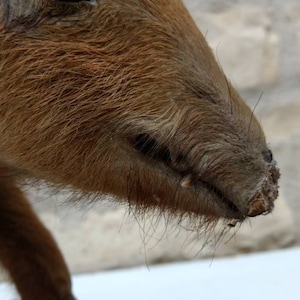 Young French Wild Boar / Marcassin Taxidermy on Wood Plinth. French ...