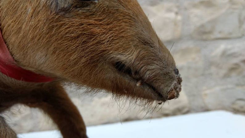Young French Wild Boar / Marcassin Taxidermy on Wood Plinth. French ...