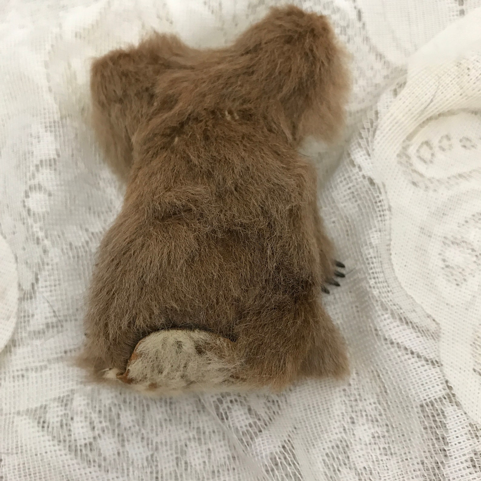 Fur Koala Bears Real Fur Miniature Koala Bears Two Bears - Etsy