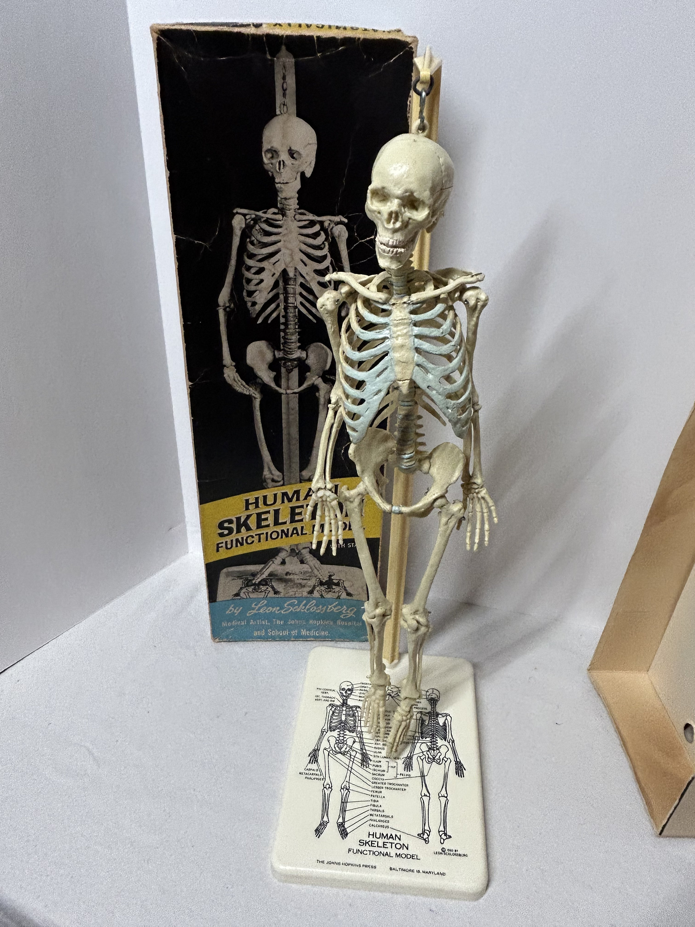 Real Human Skeleton Model