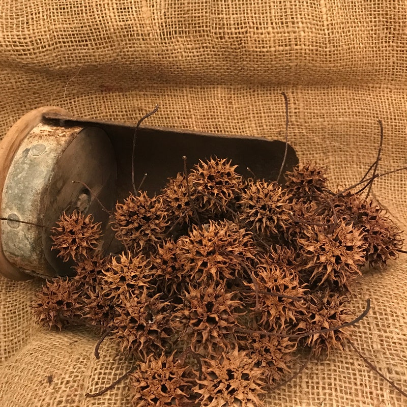 Sweet Gum - Etsy
