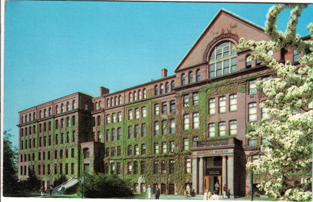 Harvard University Museum, Vintage Postcard, Color Photo Postcard ...